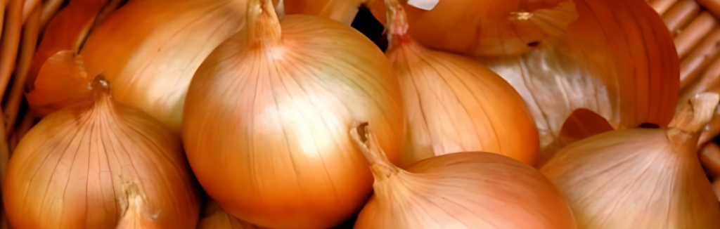 Cebola: manejo eficiente favorece a produtividade e a qualidade da ...