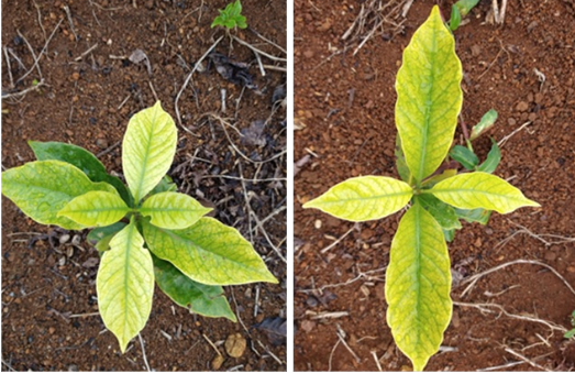 Adubação com micronutrientes: pequenas absorções, grande produtividade ...